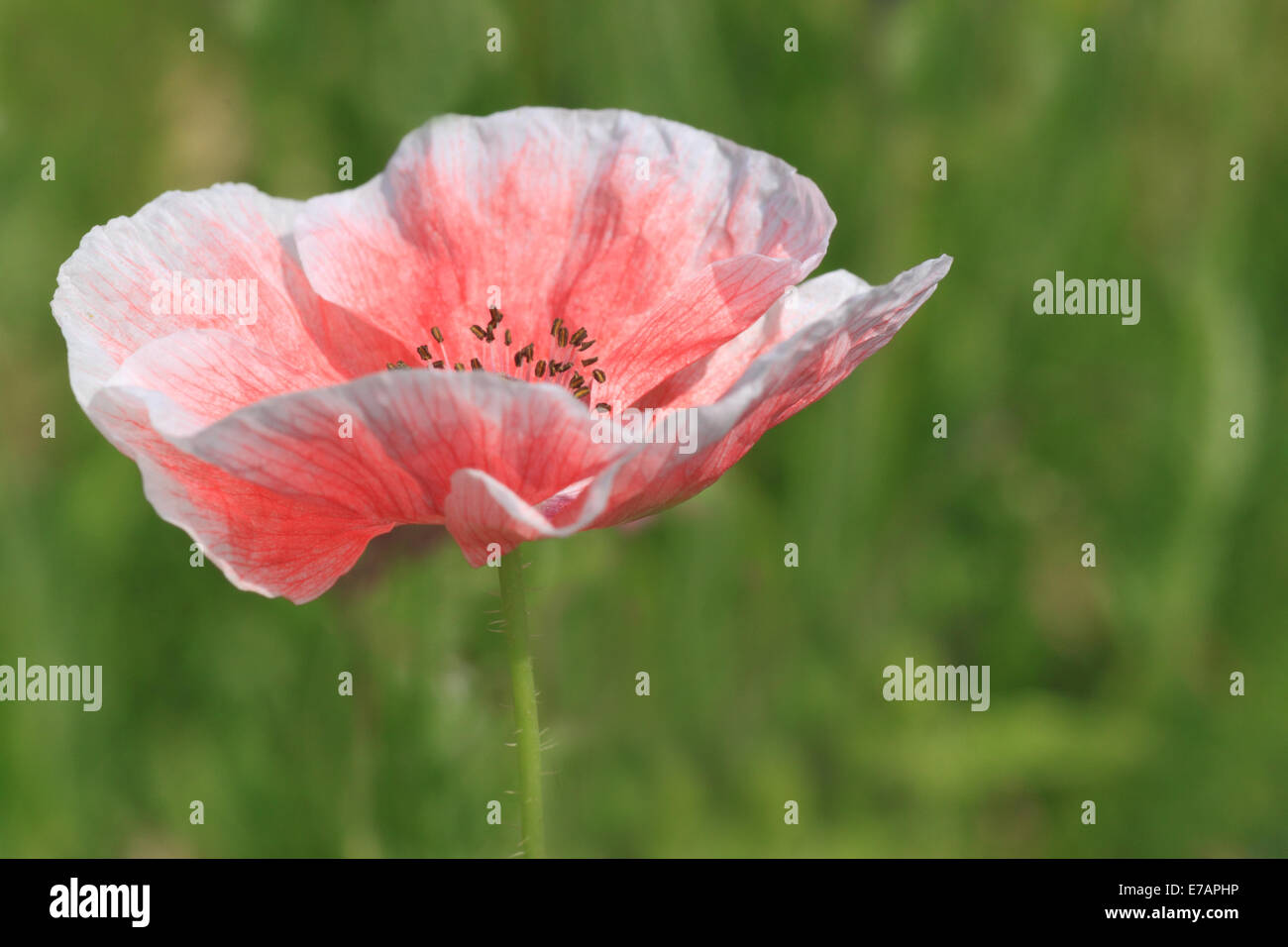 Pink poppy flower field hi-res stock photography and images - Alamy