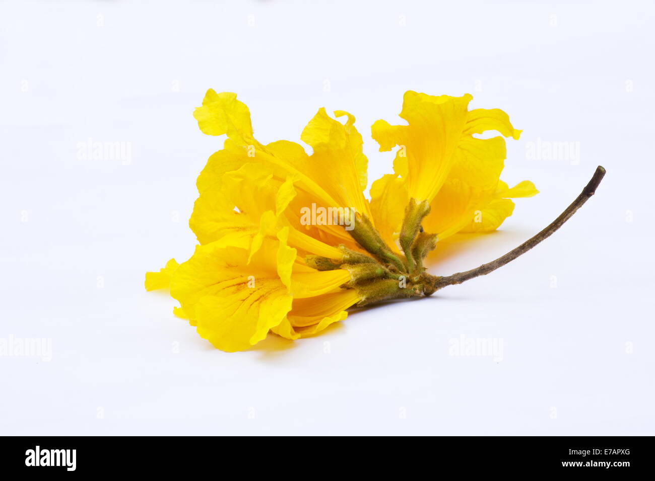 Caribbean Trumpet Tree (Tabebuia aurea) flowers on white background ...