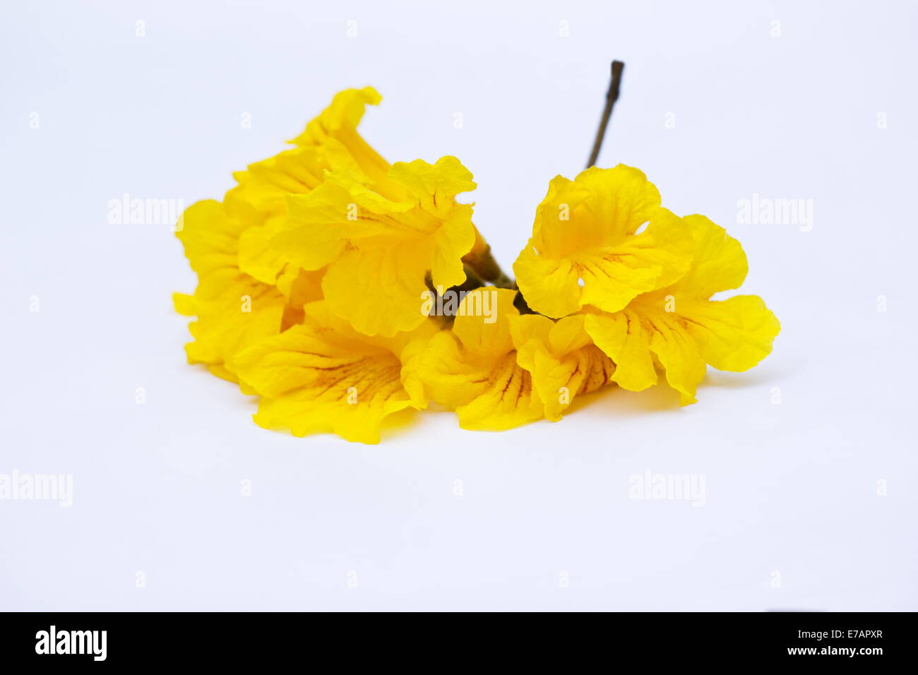 Caribbean Trumpet Tree (Tabebuia aurea) flowers on white background ...