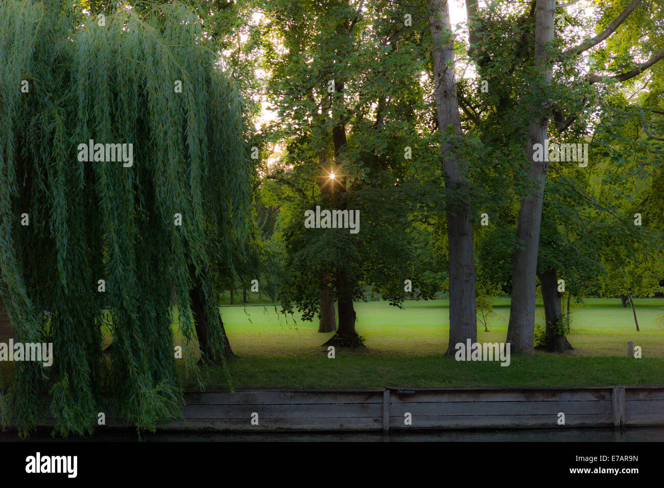 Trees on river bank Stock Photo - Alamy