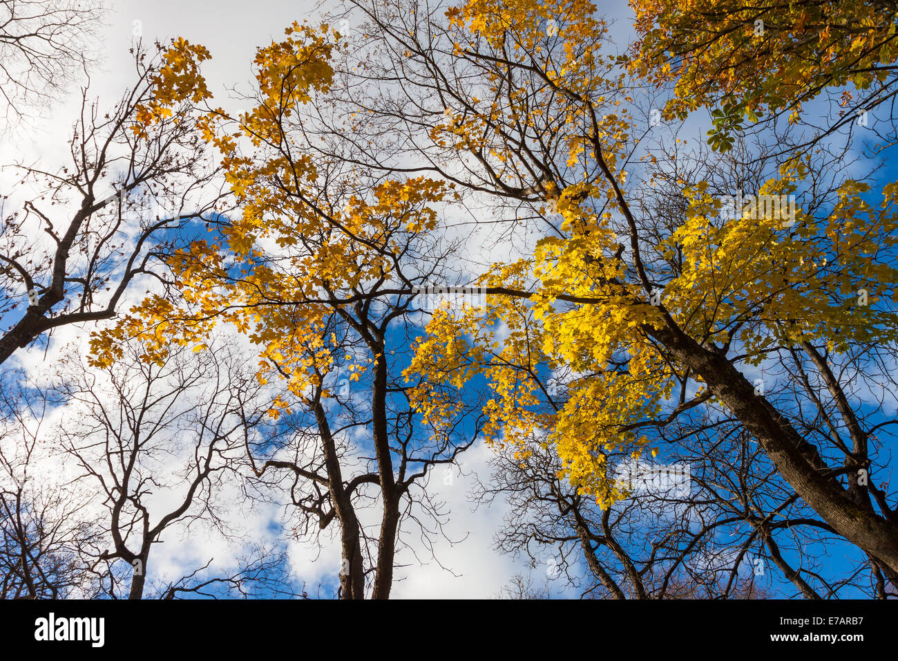 fall leaves maple trees over blue sky with white clouds Stock Photo - Alamy