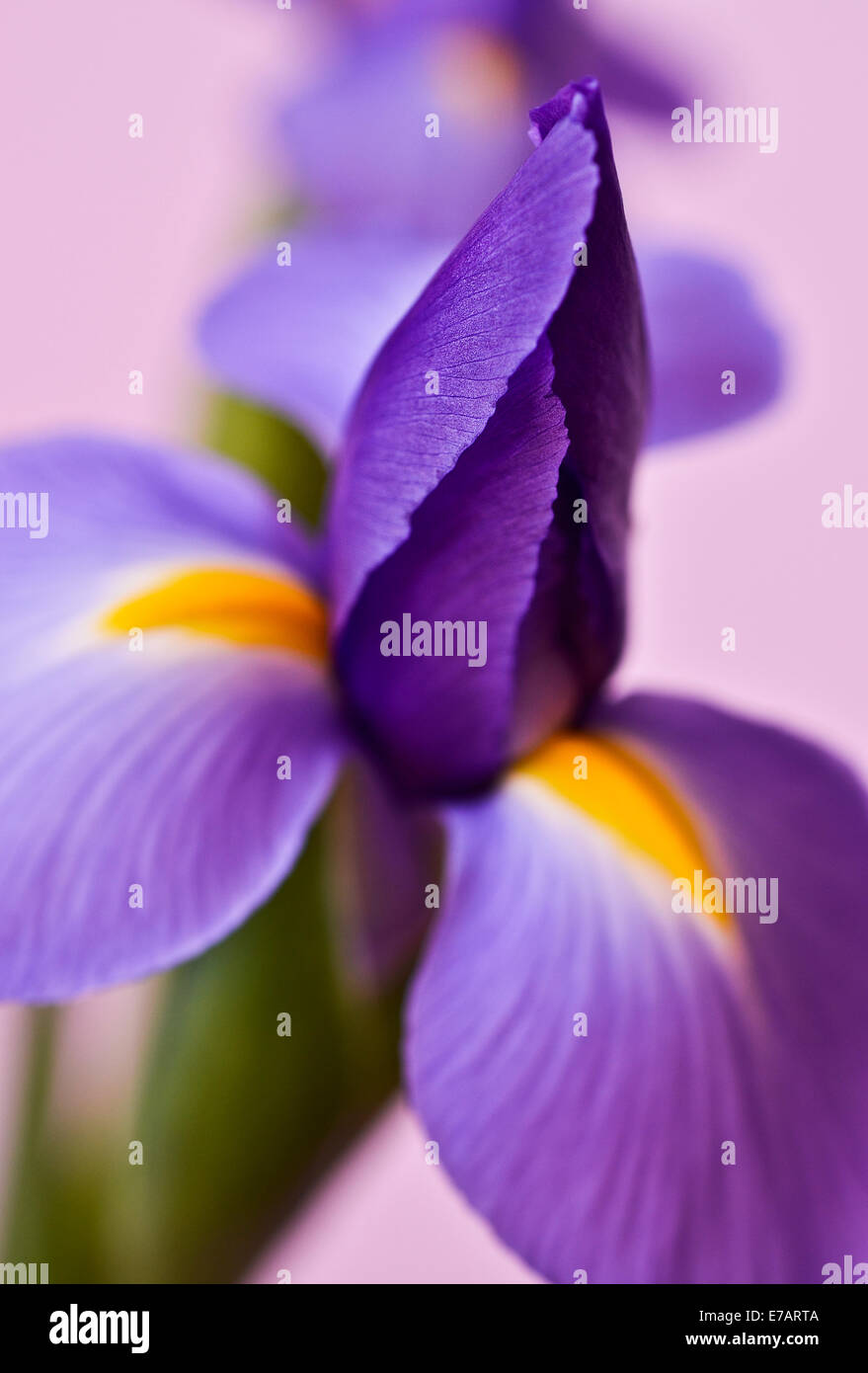Single iris flower hi-res stock photography and images - Alamy