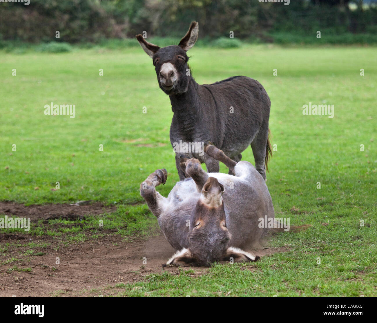 Two Donkeys, one rolling on the ground and one smiling at the other, UK ...
