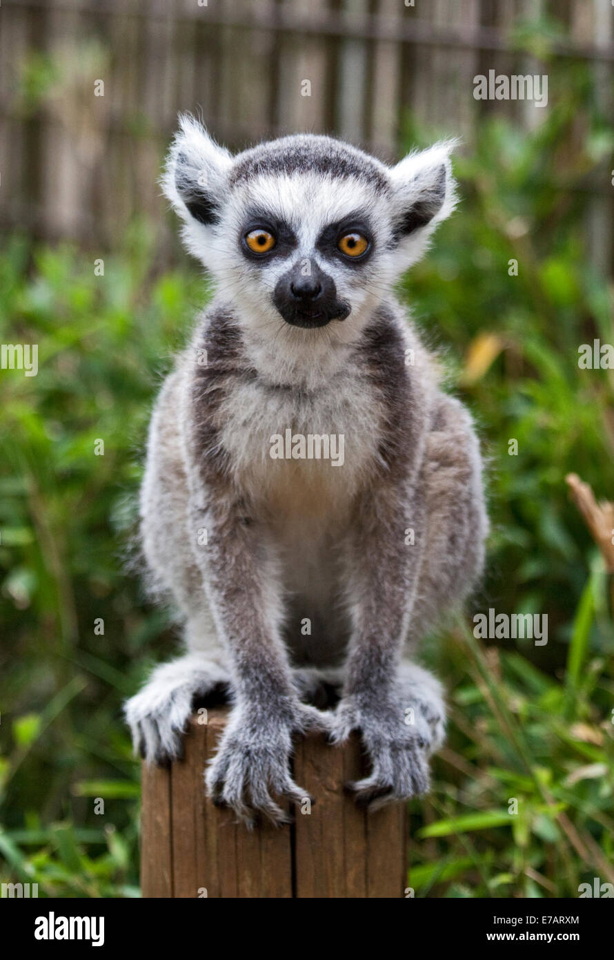 Ring Tailed Lemur Baby Sale
