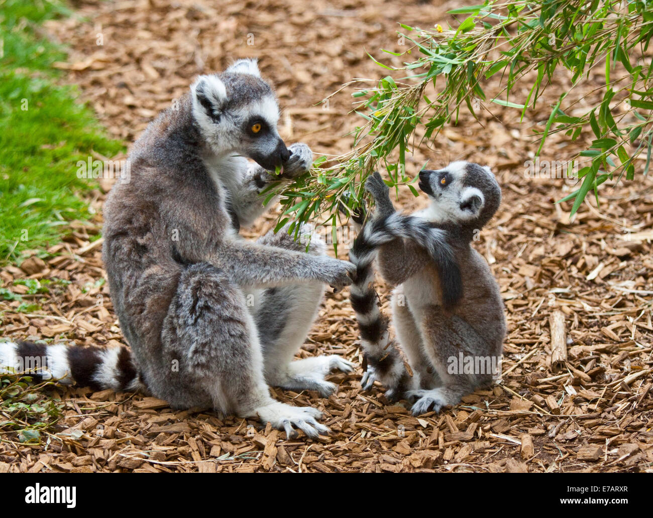 Ring-Tailed Lemur mother and young feeding (lemur catta Stock Photo - Alamy