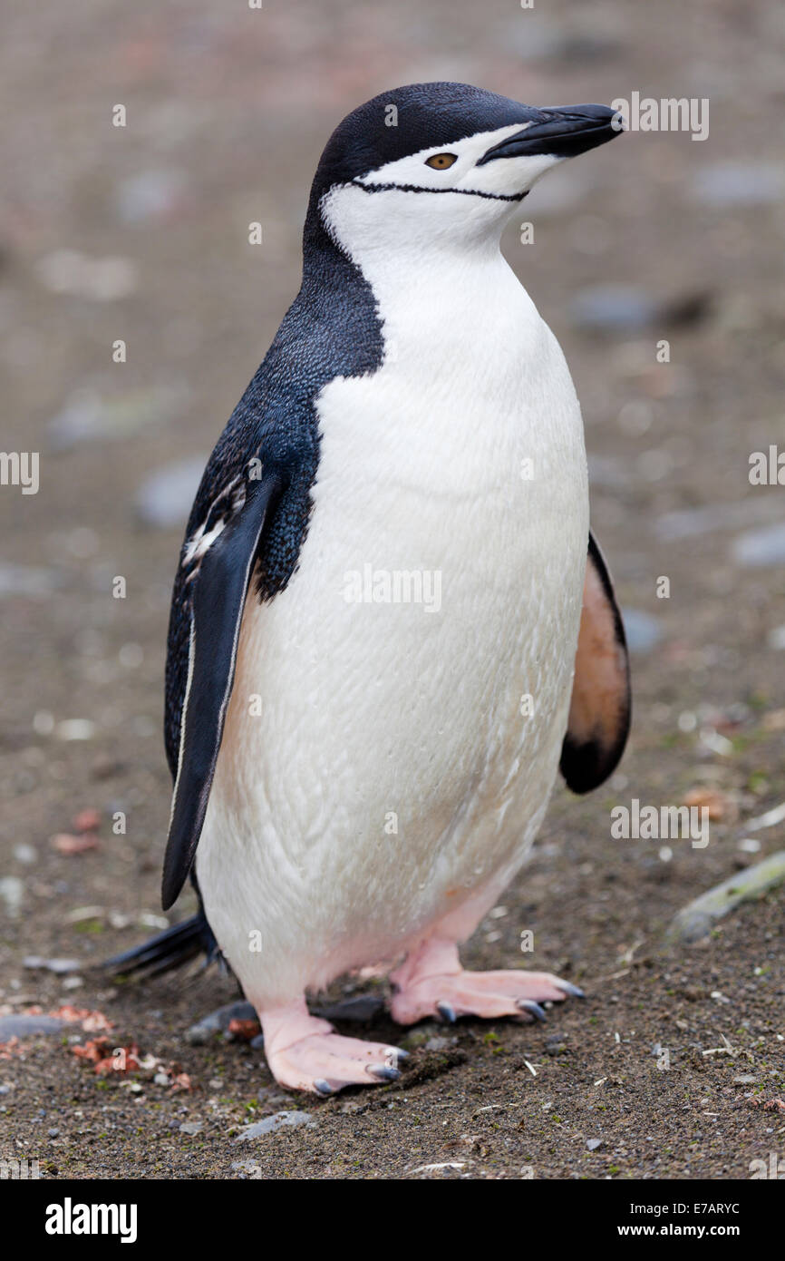Chinstrap penguin (Pygoscelis antarcticus) on the shore, Aitcho Island ...