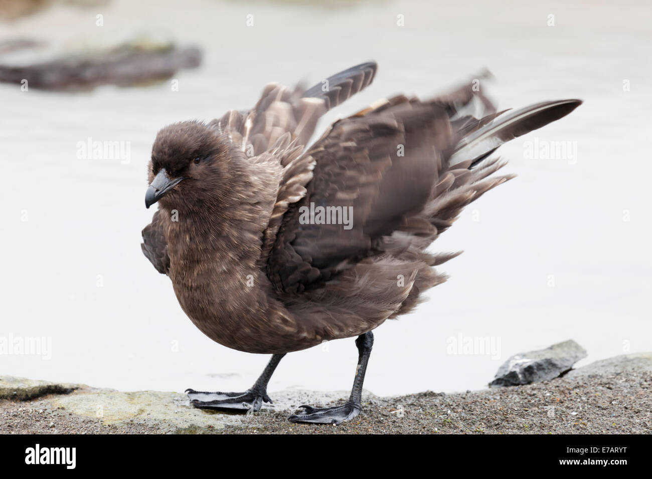 A Brown skua (Stercorarius antarcticus Stock Photo - Alamy