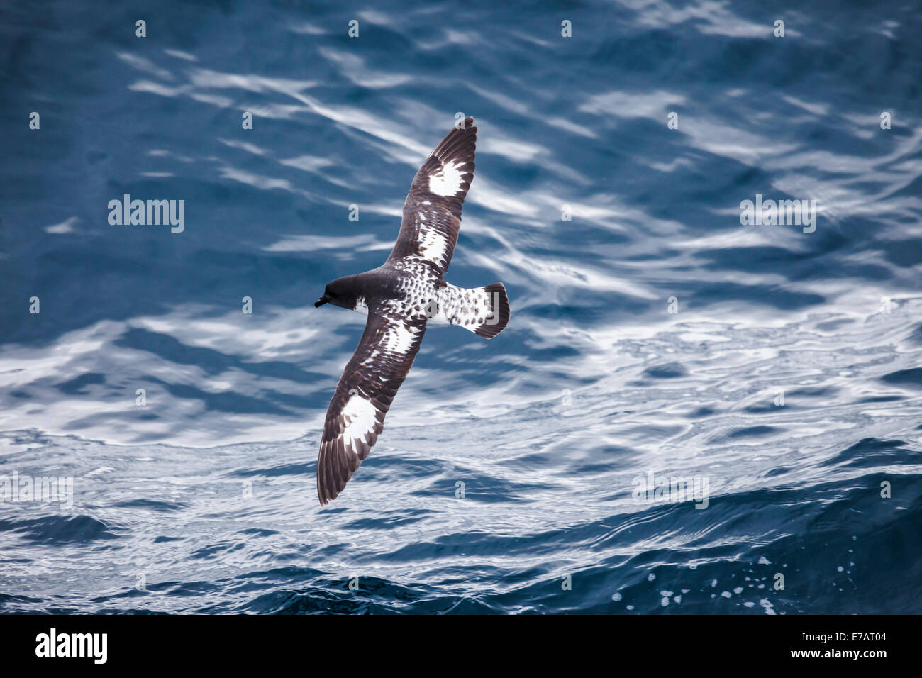 A Cape Petrel (Daption capense) flying near the sea surface, near the ...