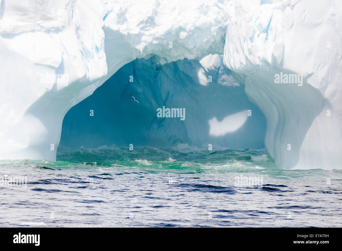 Bird flying in a cave of a tabular iceberg, Marguerite Bay, Antarctica ...