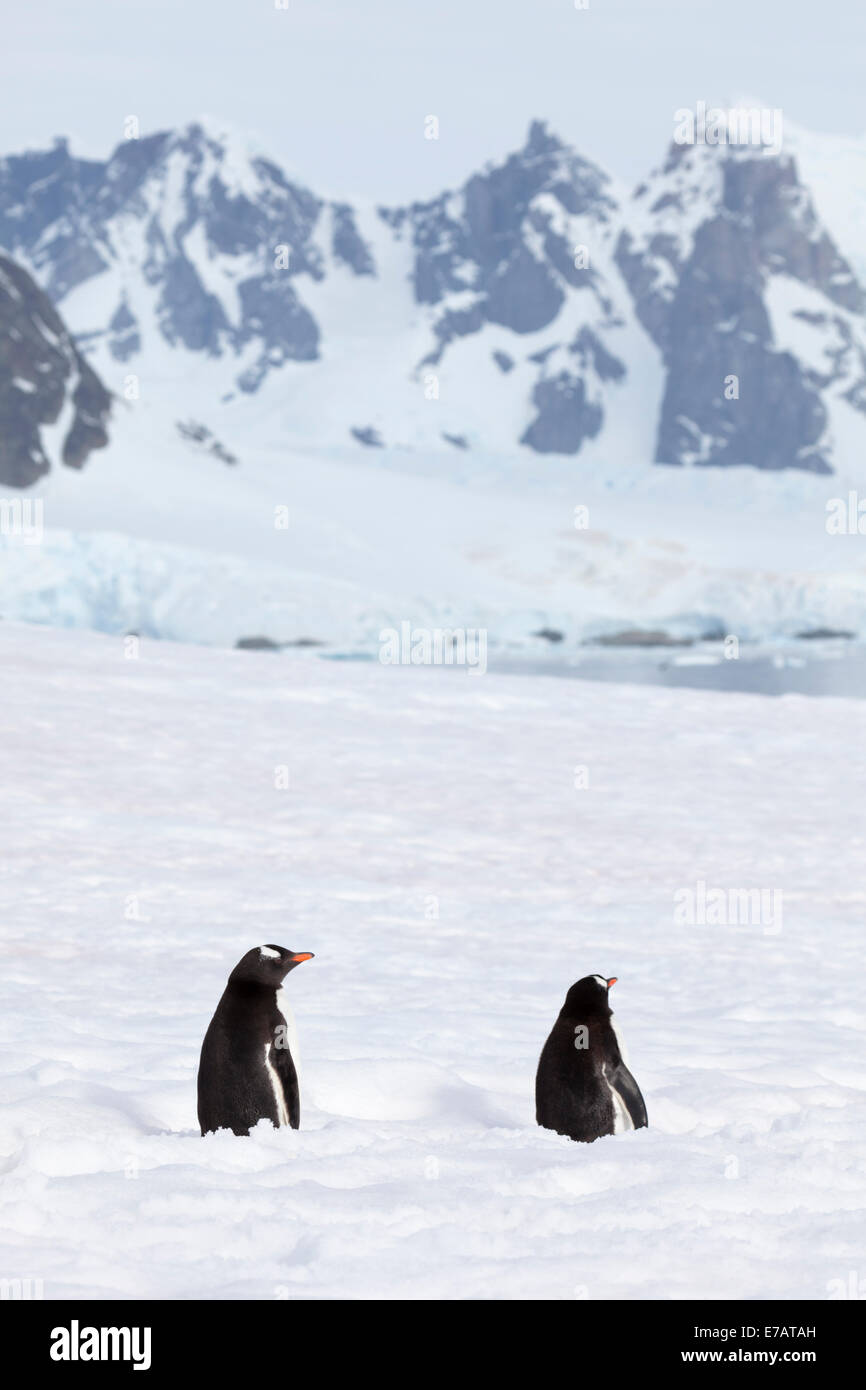 Long-tailed gentoo penguins (Pygoscelis papua) standing in a snow path ...