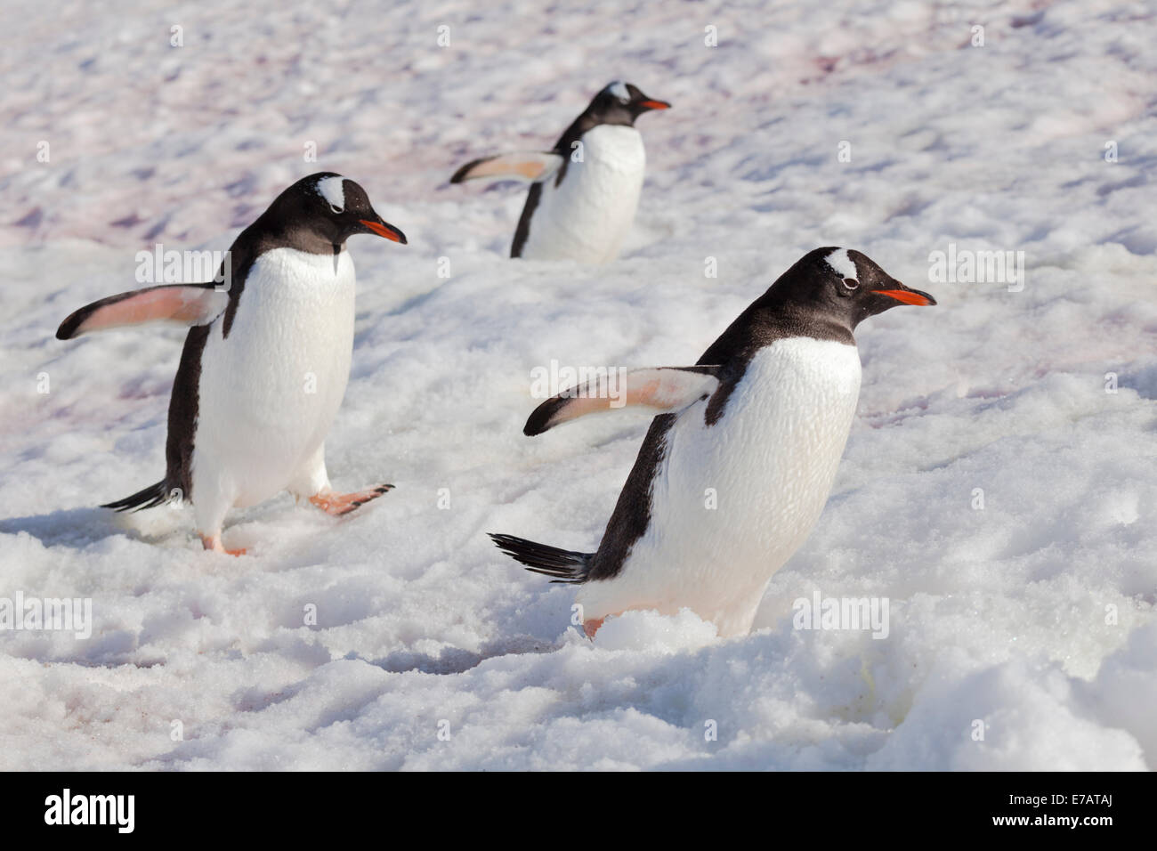 The long-tailed gentoo penguins climbing on snow (Pygoscelis papua ...