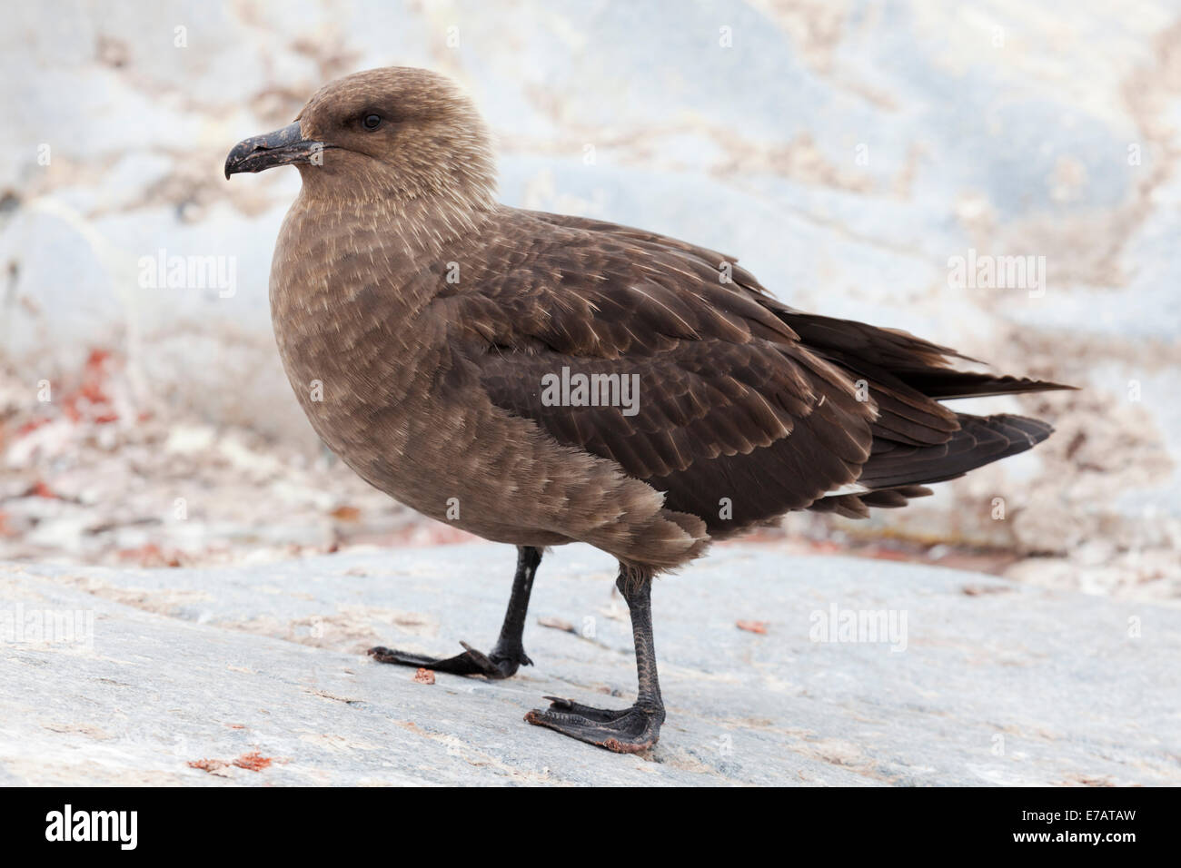 A Brown skua (Stercorarius antarcticus Stock Photo - Alamy