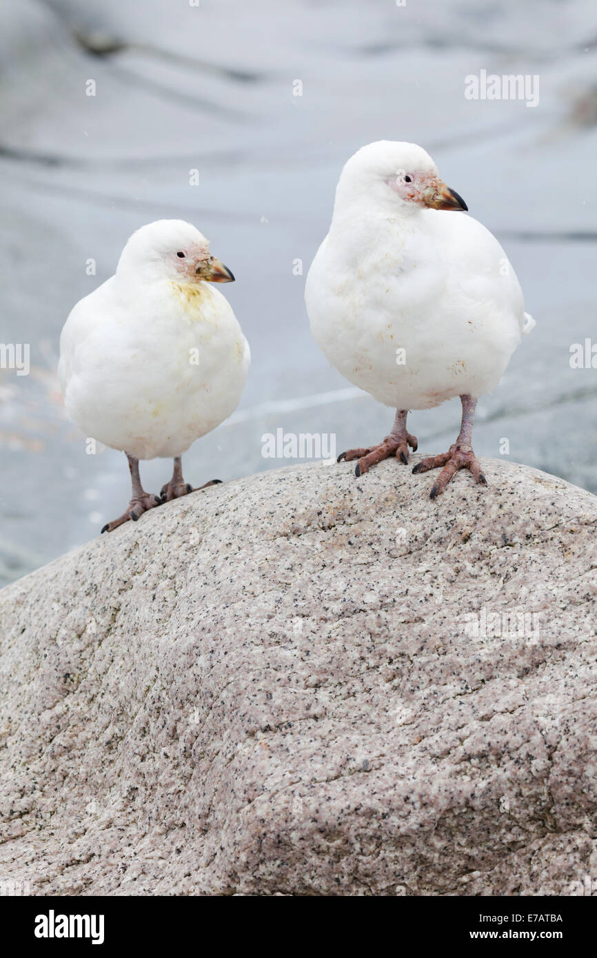 Two snowy sheathbills (Chionis albus), Useful Island, Antarctica Stock ...