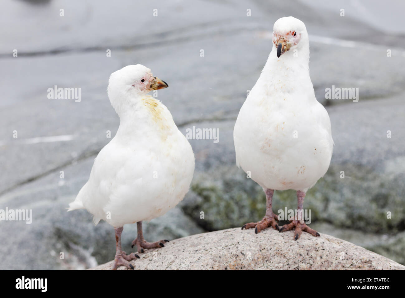Two snowy sheathbills (Chionis albus), Useful Island, Antarctica Stock ...