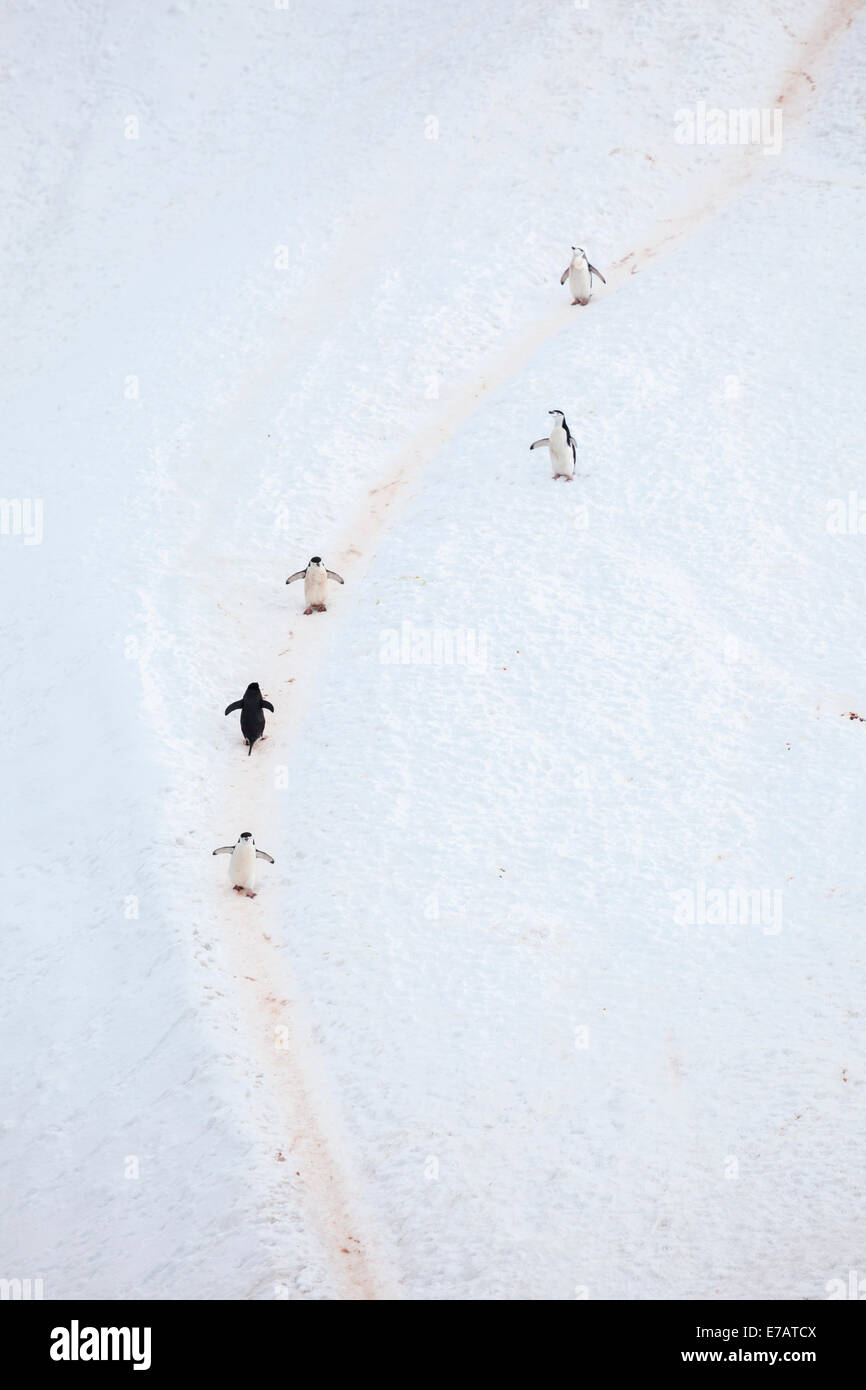 Penguins climb hi-res stock photography and images - Alamy