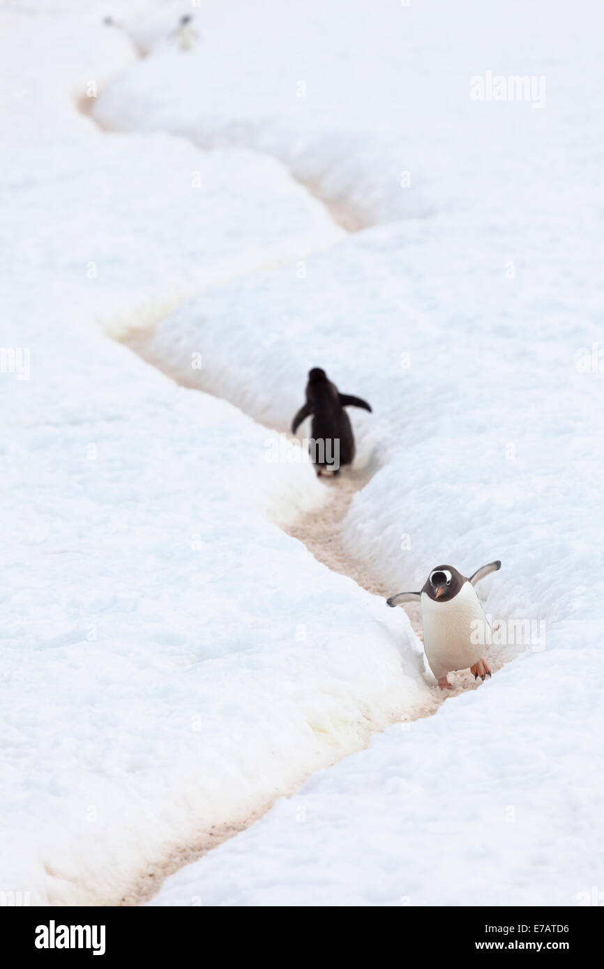 The long-tailed gentoo penguins climbing a path (Pygoscelis papua ...