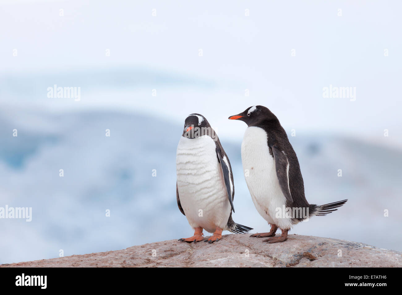 Two long-tailed gentoo penguins (Pygoscelis papua), Antarctica Stock ...