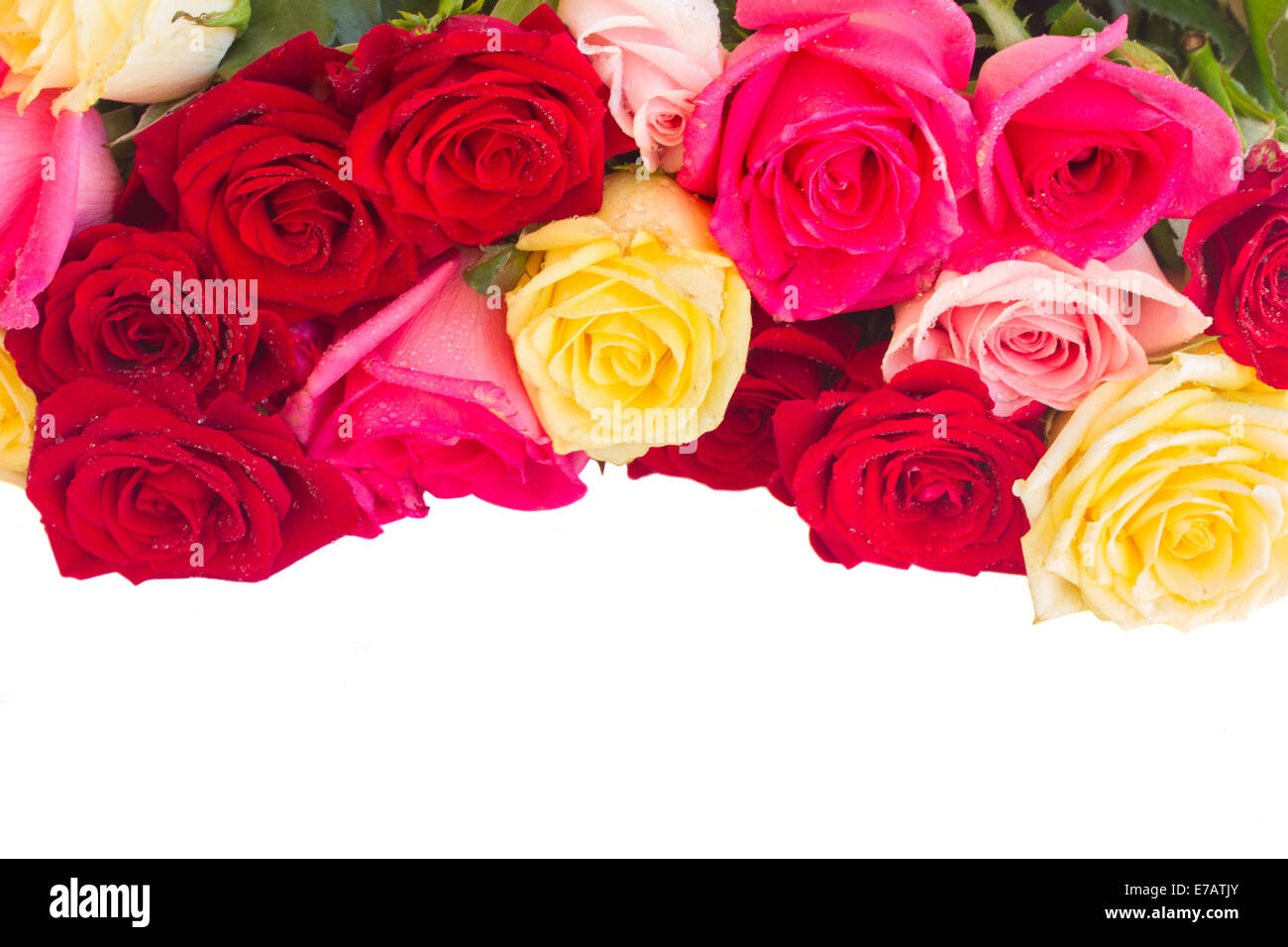 border of multicolored roses Stock Photo - Alamy
