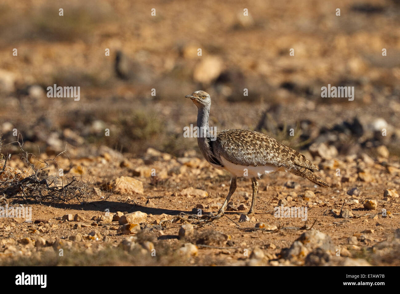 Houbara Bustard (Chlamydotis undulata ssp. fuertaventurae Stock Photo ...