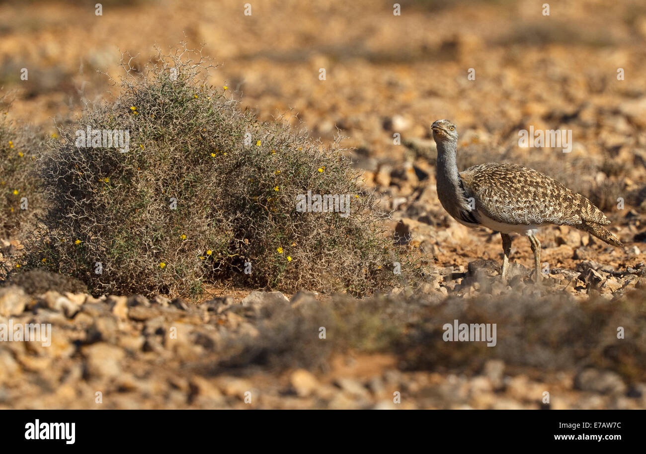 Houbara Bustard (Chlamydotis undulata ssp. fuertaventurae Stock Photo ...