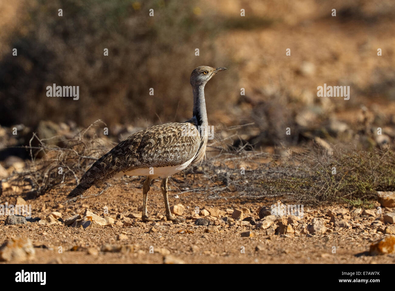 Houbara Bustard (Chlamydotis undulata ssp. fuertaventurae Stock Photo ...