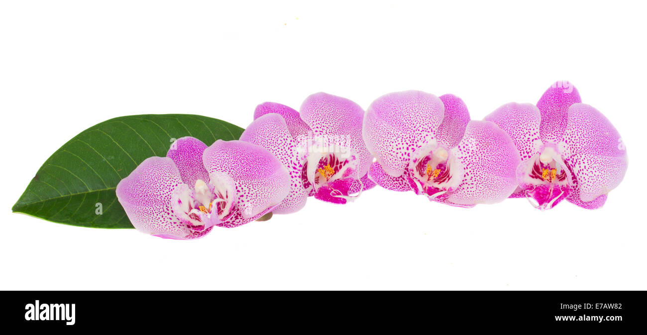 Garden border flowers row Cut Out Stock Images & Pictures - Alamy