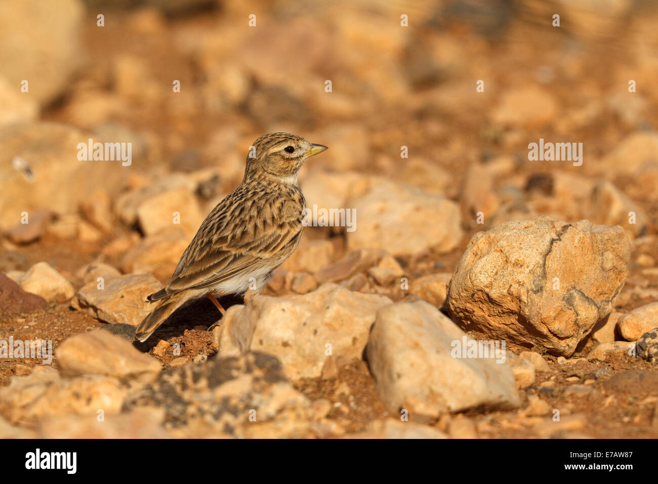Lesser Short-toed Lark (Calandrella rufescens Stock Photo - Alamy