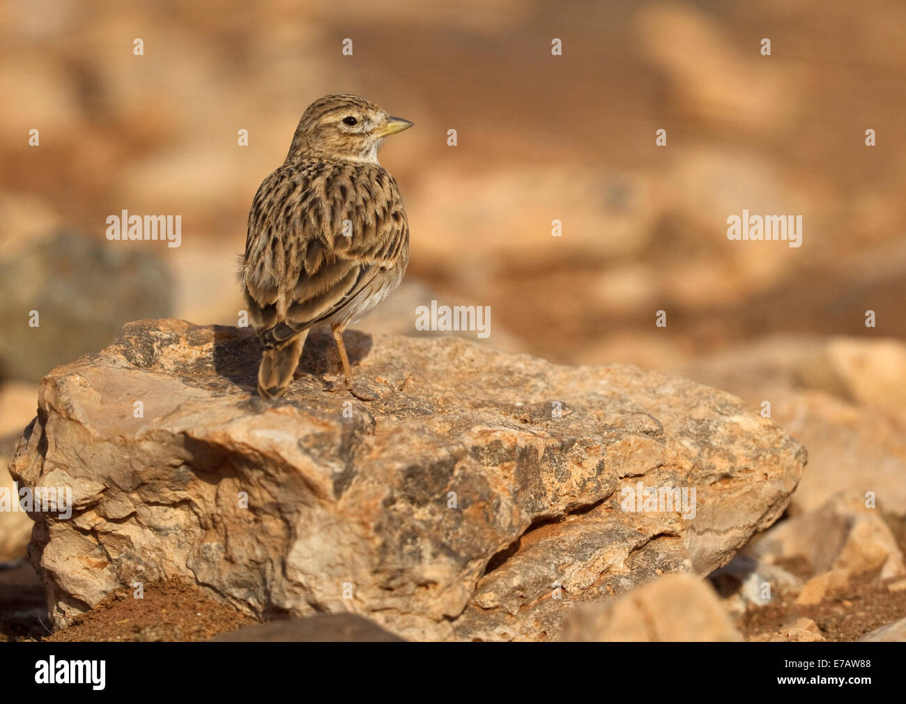 Lesser Short-toed Lark (Calandrella rufescens Stock Photo - Alamy
