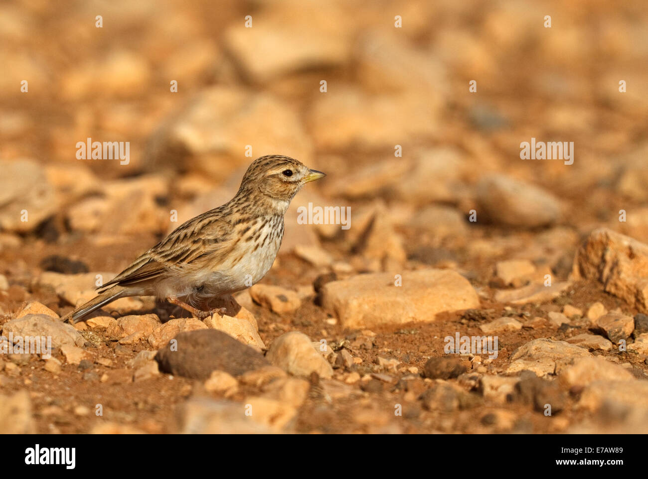 Lesser short toed lark hi-res stock photography and images - Alamy