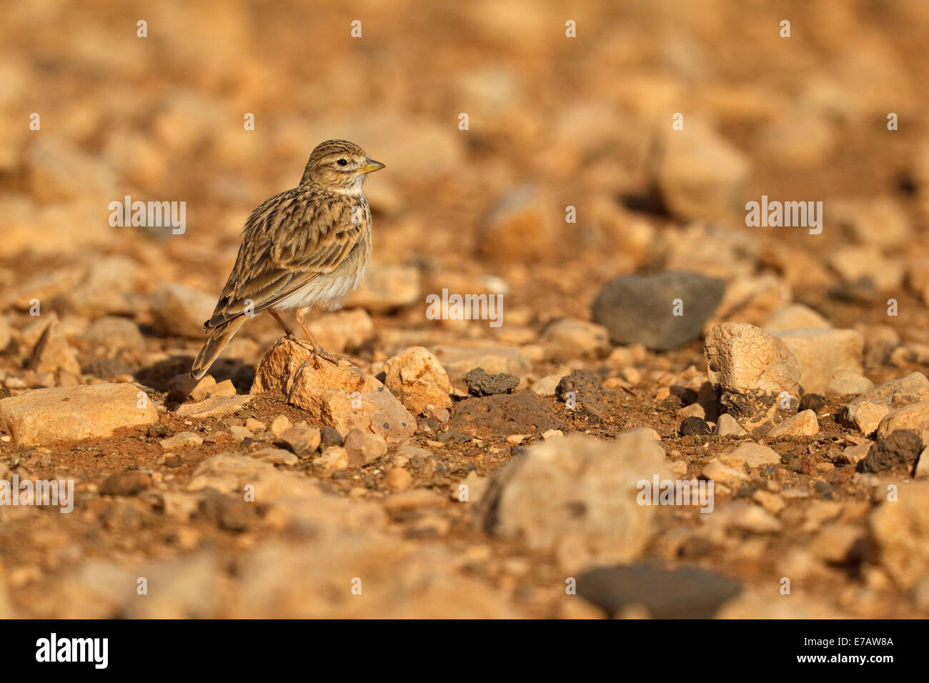 Lesser Short-toed Lark (Calandrella rufescens Stock Photo - Alamy