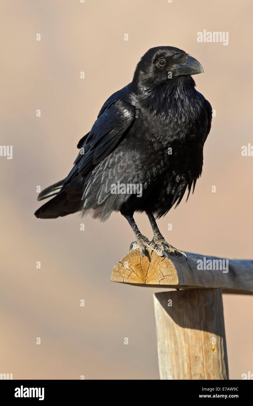 Northern Raven (Corvus corax ssp. tingitanus Stock Photo - Alamy