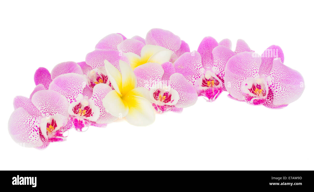 row of tropical flowers Stock Photo - Alamy
