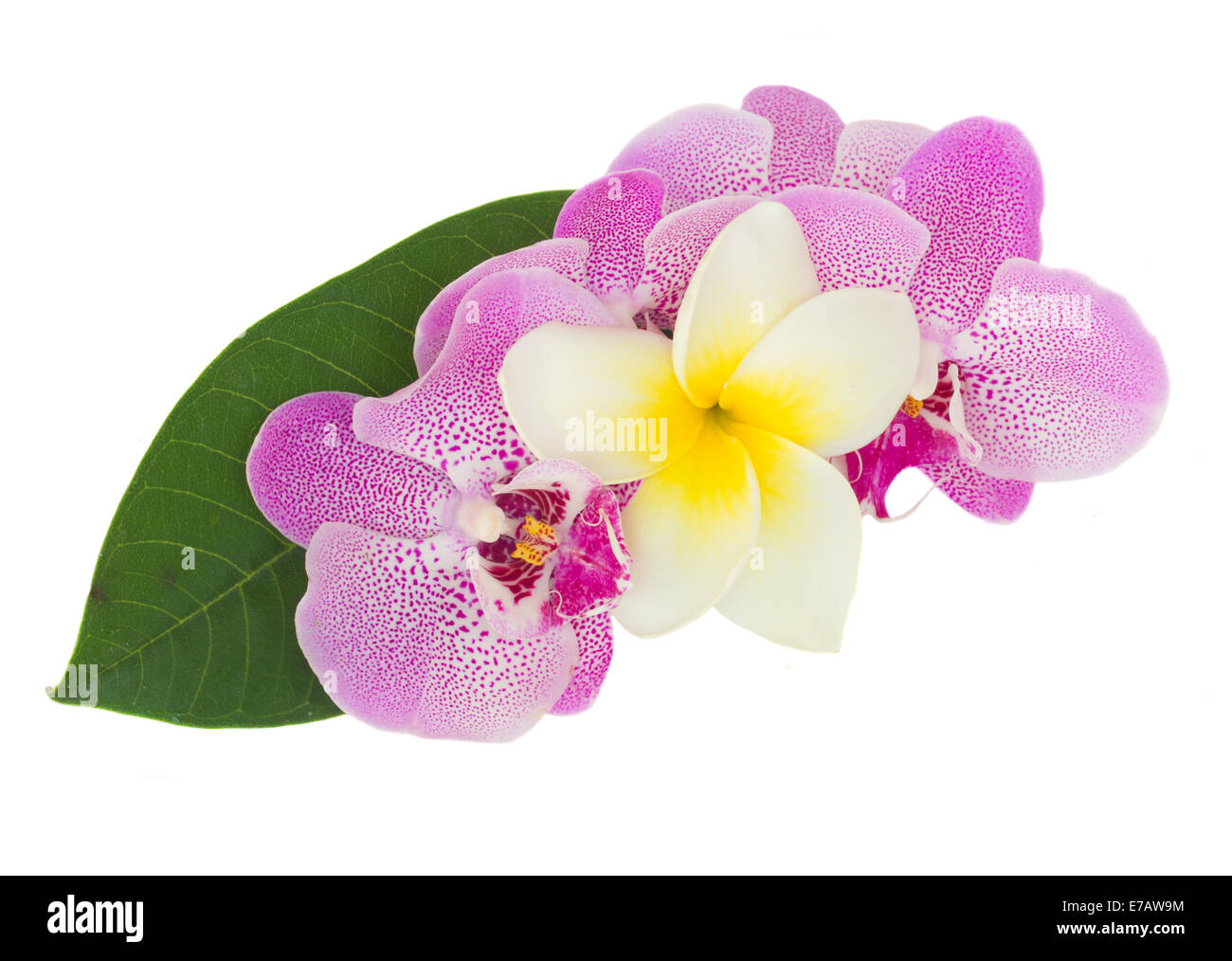 row of pink orchid flowers Stock Photo - Alamy