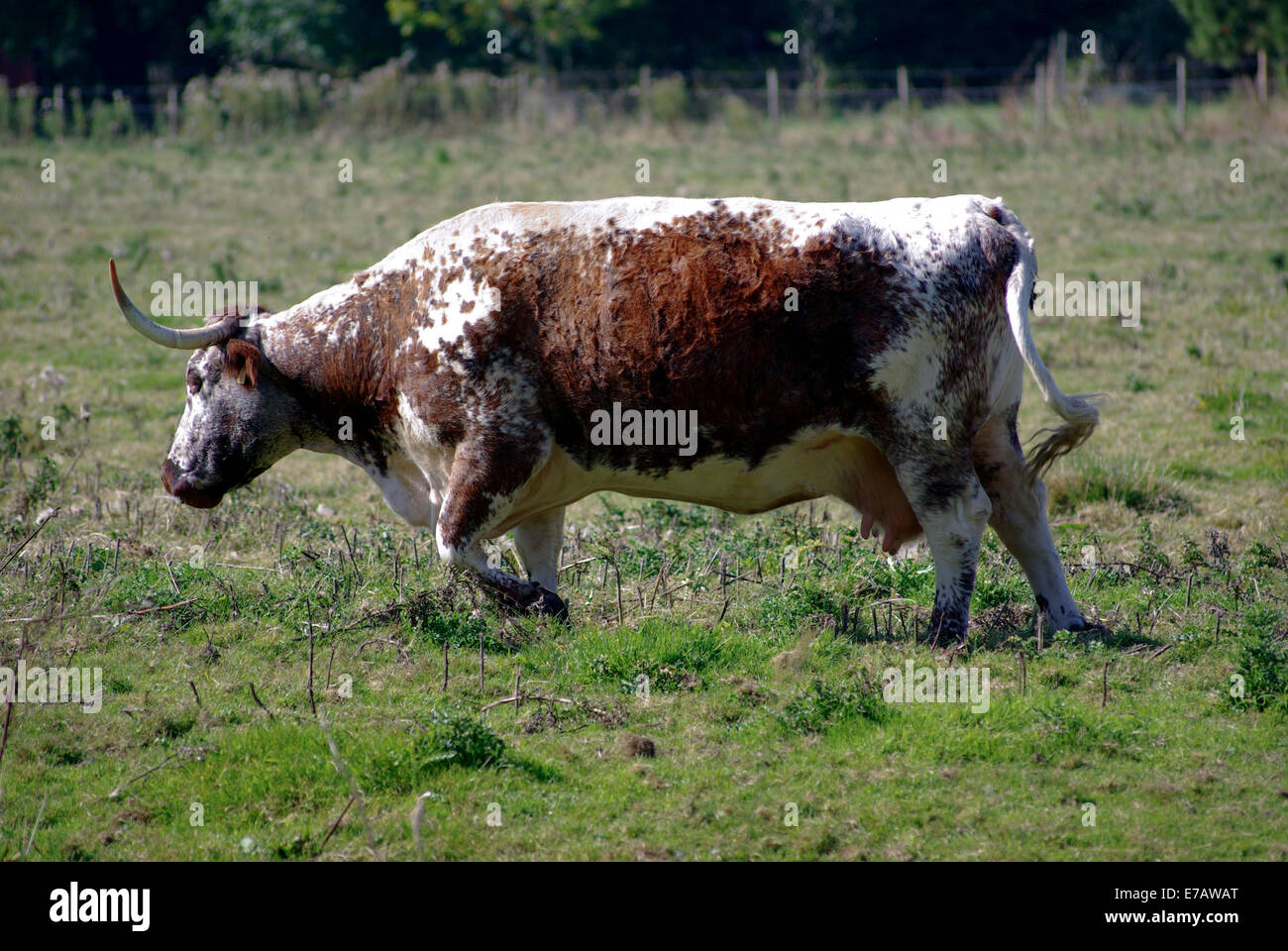 English longhorn hi-res stock photography and images - Alamy