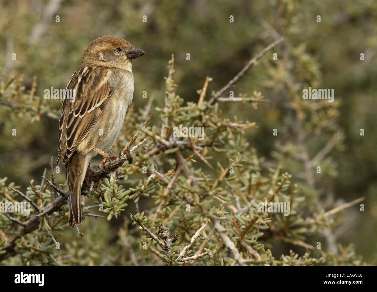 Hispaniolensis hi-res stock photography and images - Alamy