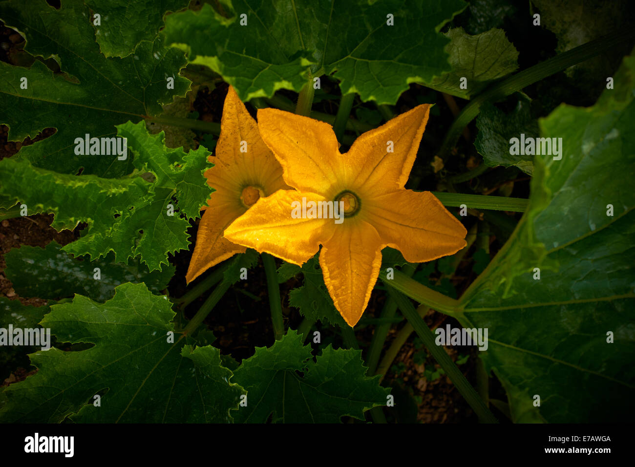 Marrow plant hi-res stock photography and images - Alamy