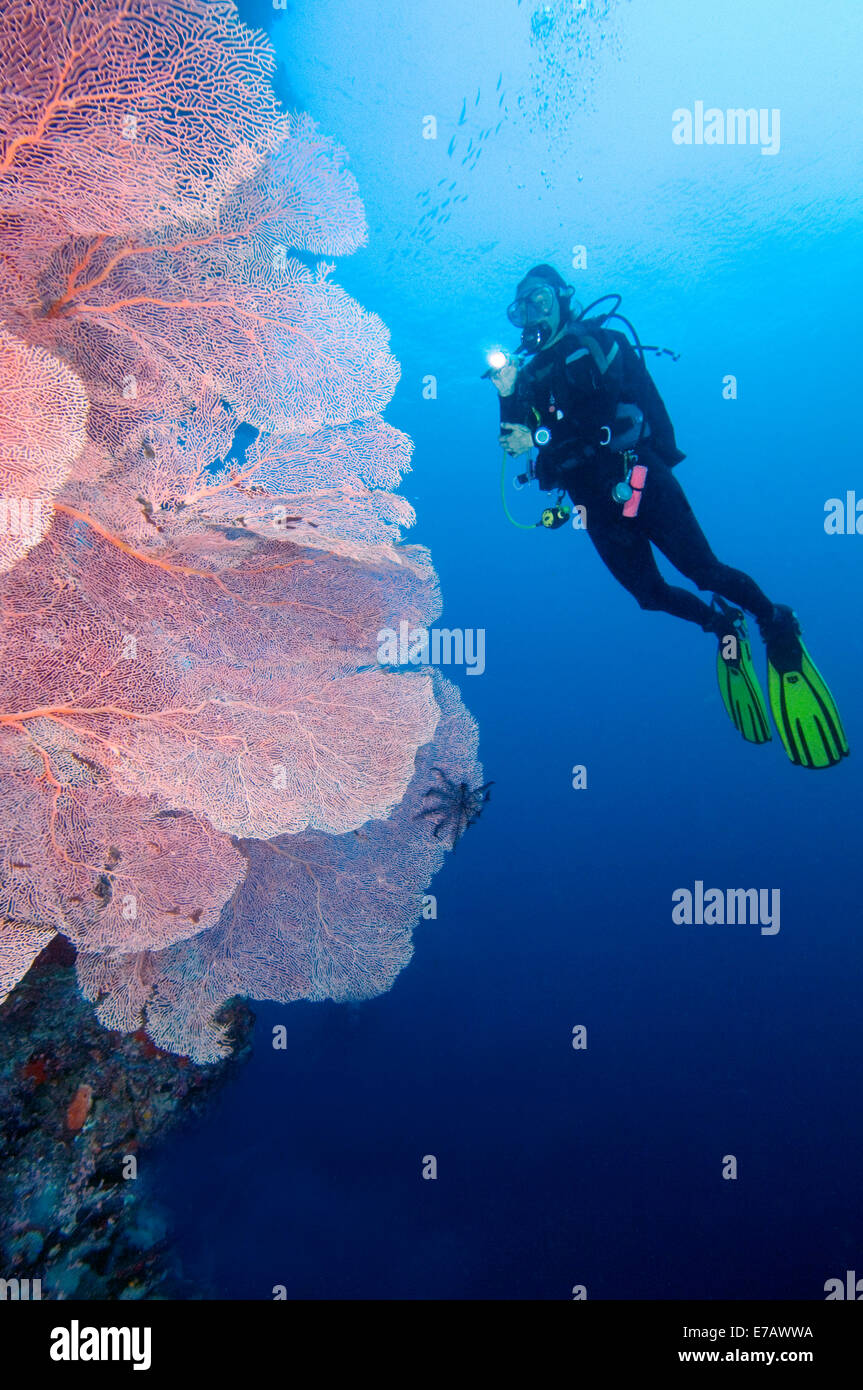 Solomon islands wildlife hi-res stock photography and images - Alamy