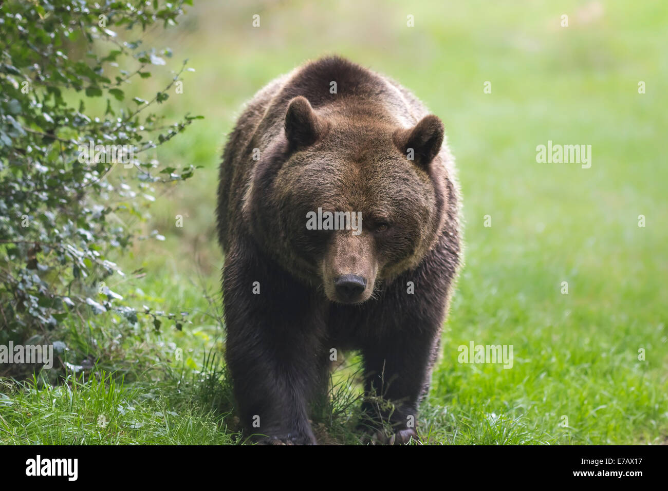 Brown bear walking in the forest facing he camera Stock Photo - Alamy