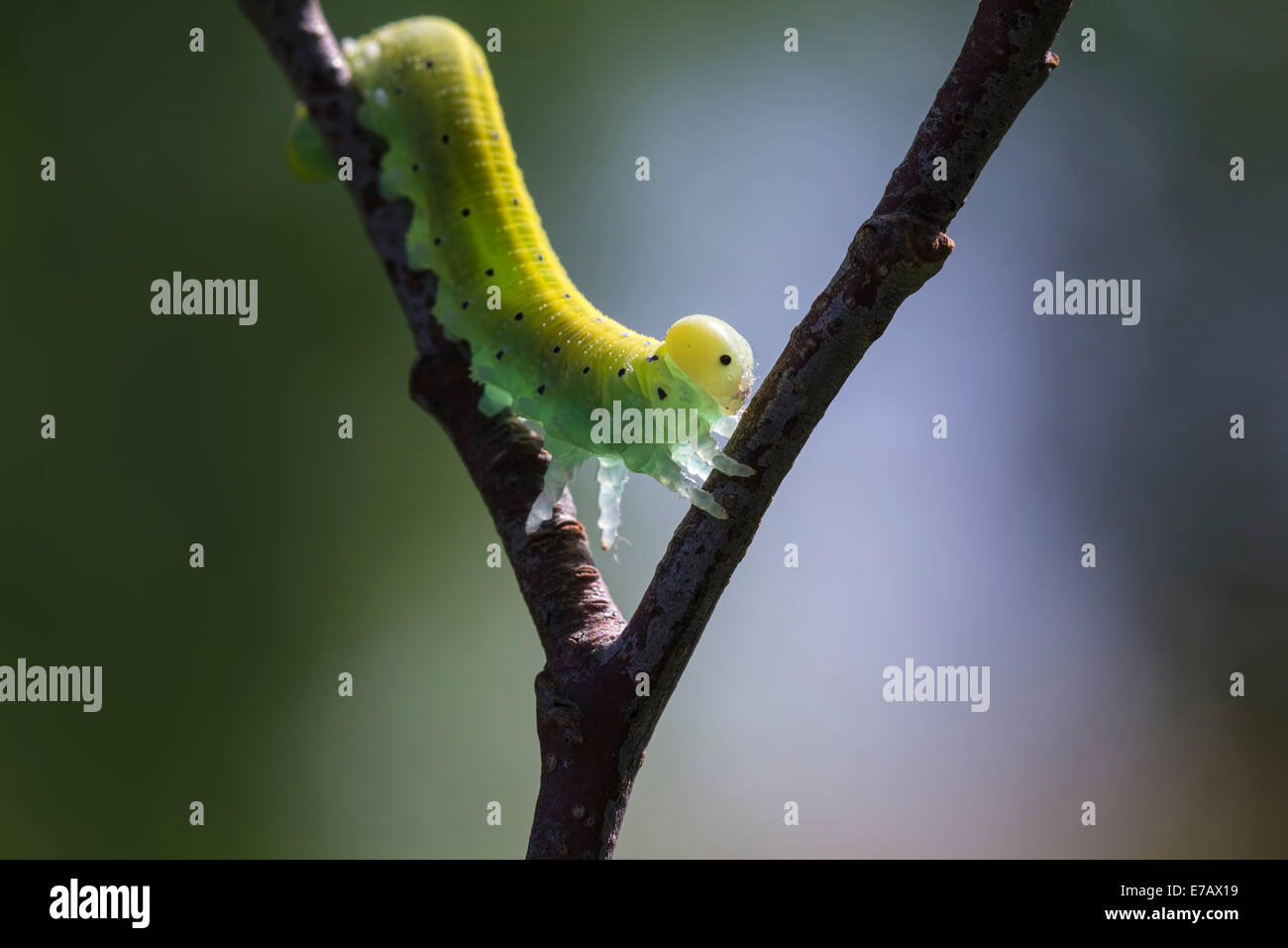 Green yellow caterpillar crawling a branch Stock Photo - Alamy