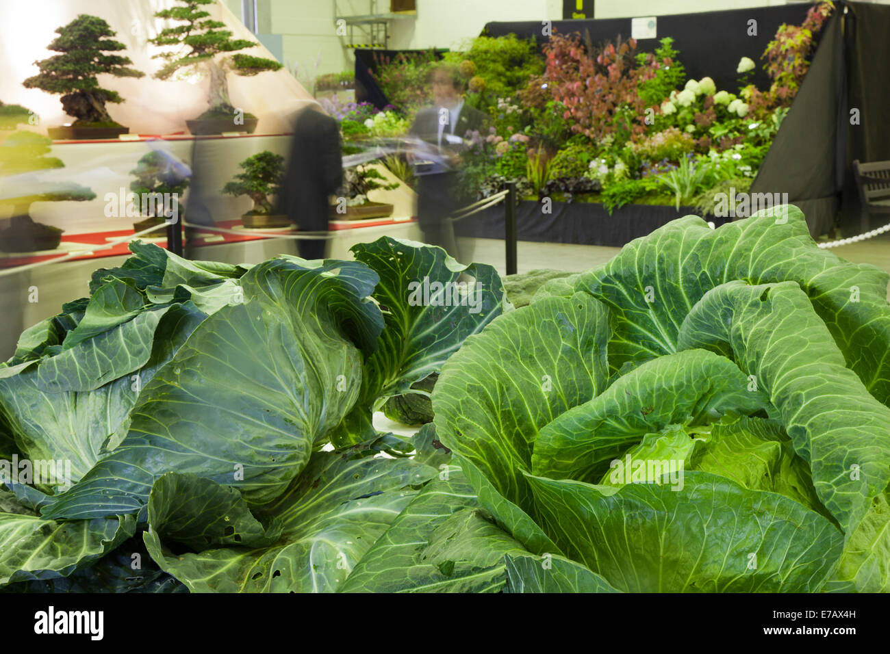 Champion Giant Cabbage in Harrogate, Yorkshire, UK. 11th Sept, 2014 ...