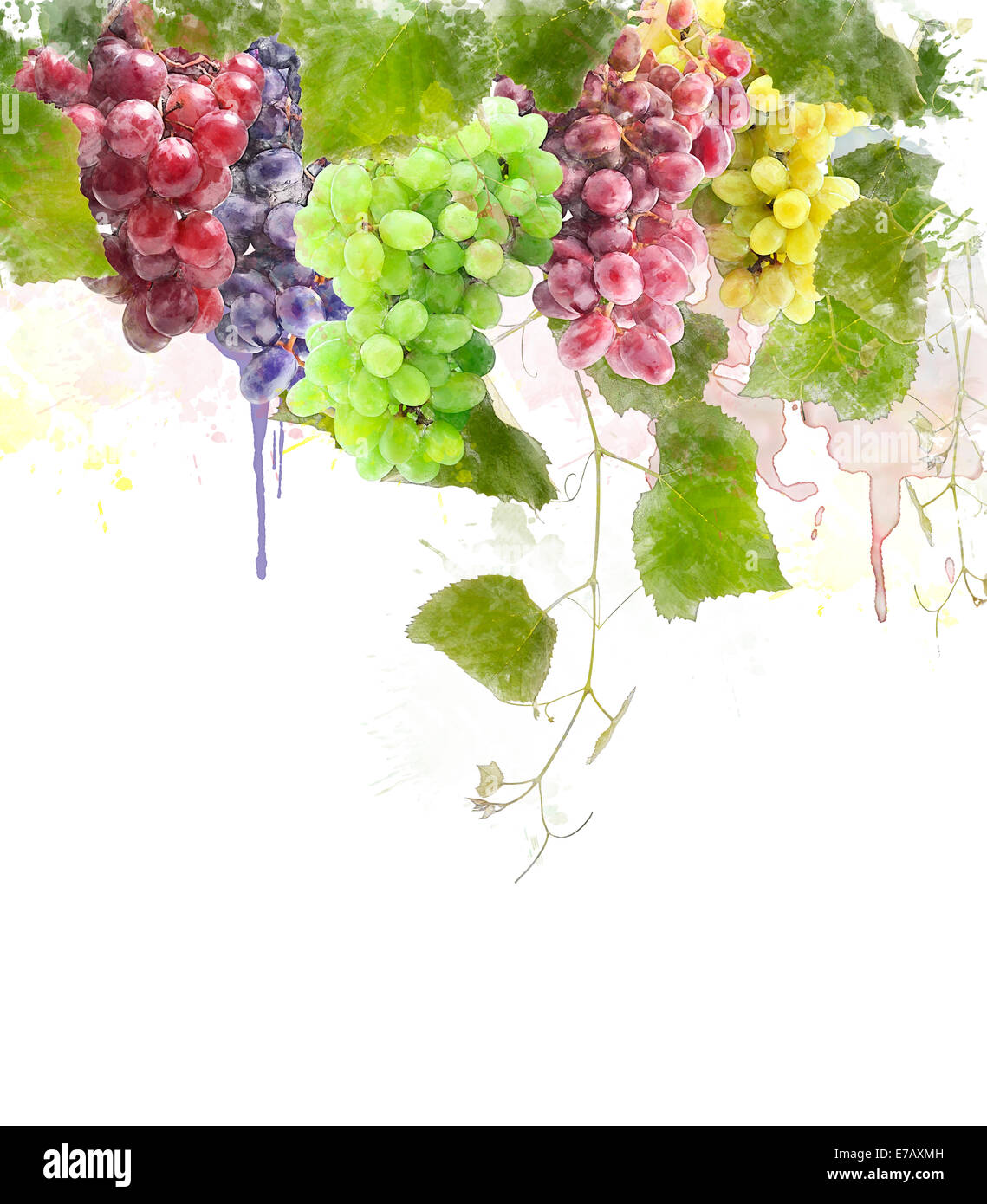 Watercolor Digital Painting Of Grapes With Leaves Stock Photo - Alamy