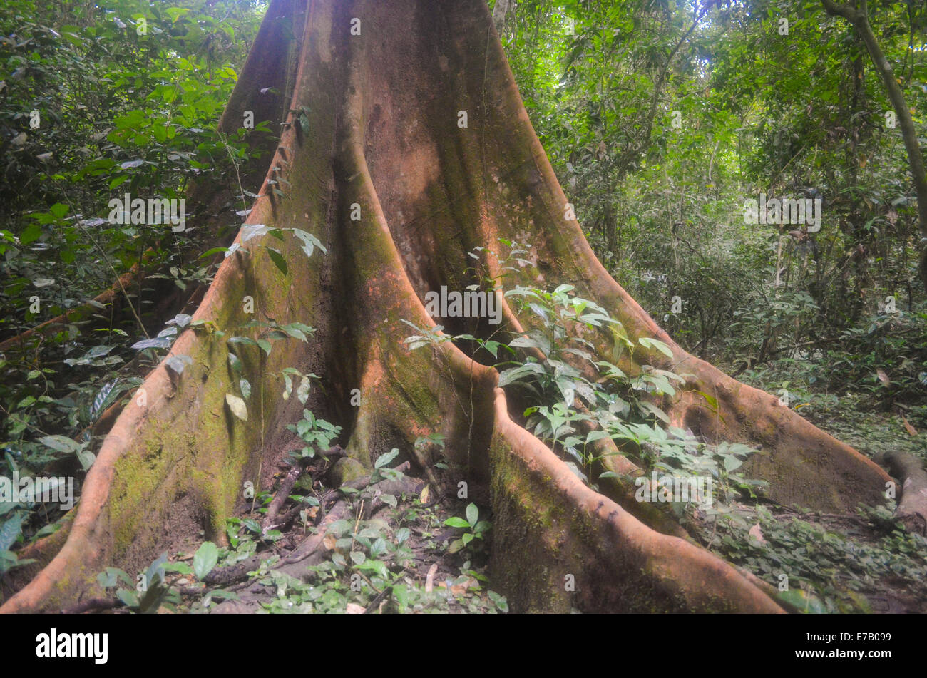Africa tree root hi-res stock photography and images - Alamy