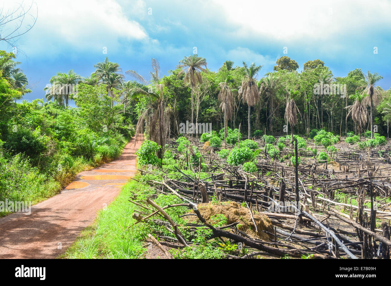 African logging hi-res stock photography and images - Alamy