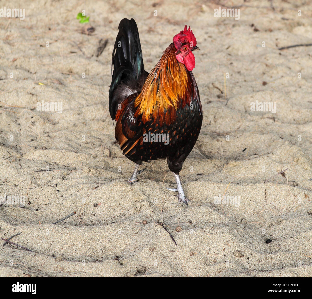 Rooster at Kee Beach on Kauai Stock Photo - Alamy