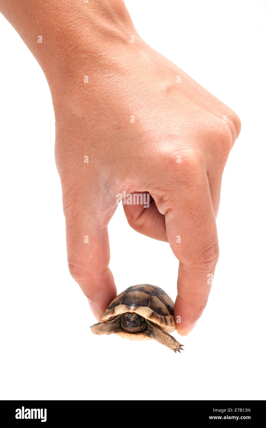 Turtle Hand holding tiny turtle Stock Photo - Alamy