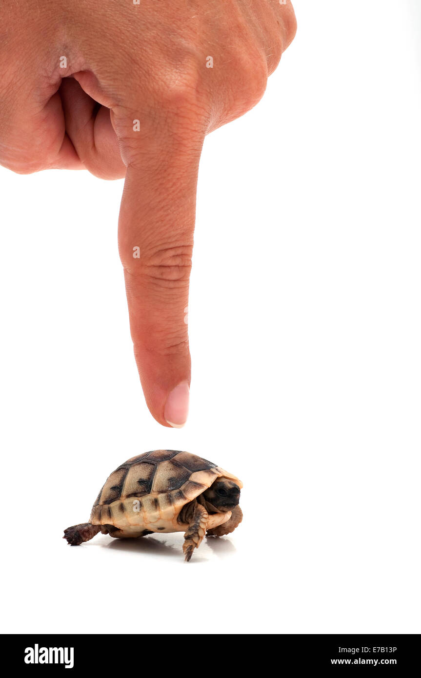 Tiny turtle hi-res stock photography and images - Alamy