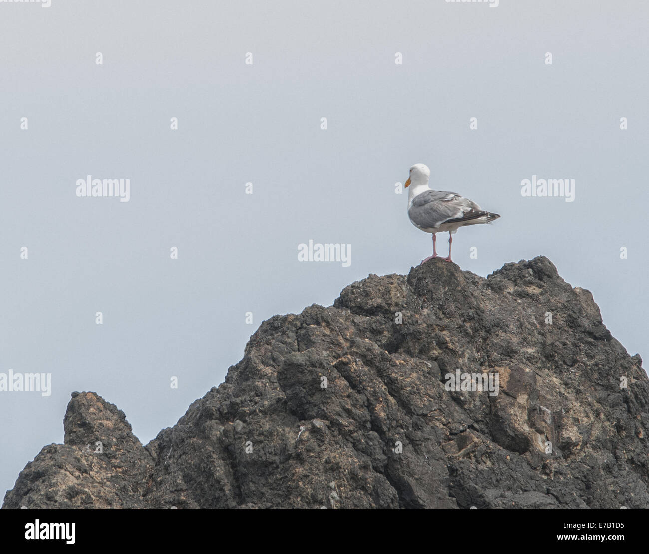 Sea gull standing proudly on a rock overlooking the Pacific ocean ...