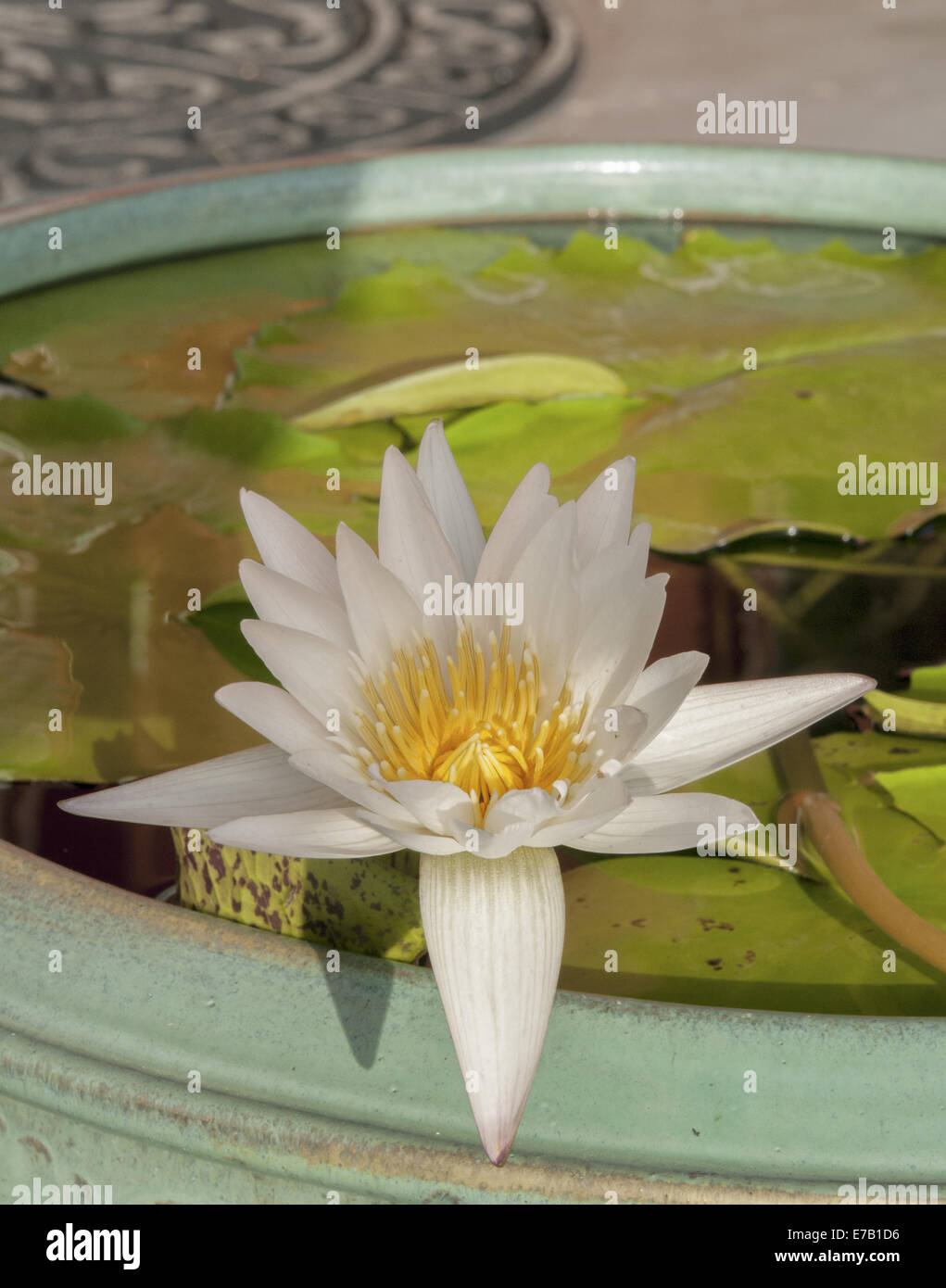 White water lily floating in a green crock. Orlando Florida USA Stock ...