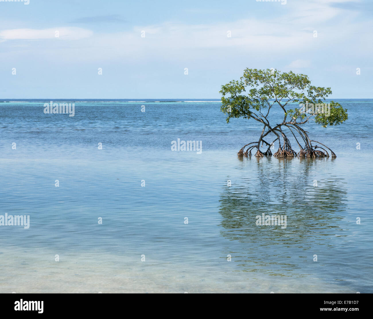 Single mangrove tree hi-res stock photography and images - Alamy