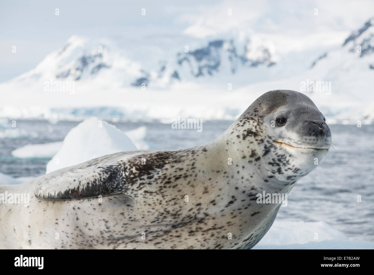 Leopard seal in antarctica hi-res stock photography and images - Alamy